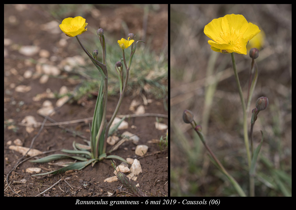 Ranunculus gramineus